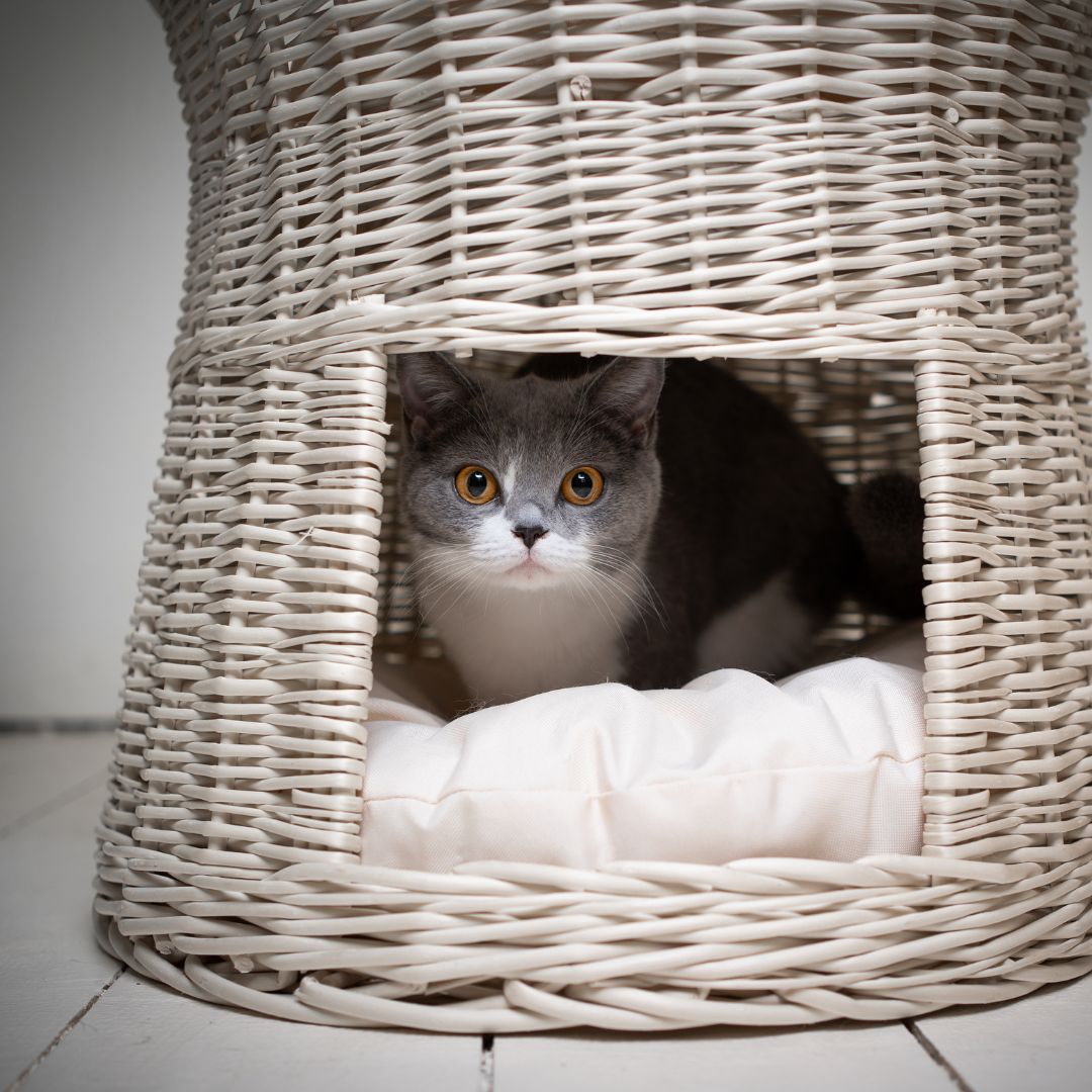 Renter-Friendly Ways to Cat-ify Your Apartment - The Lakes At West ...